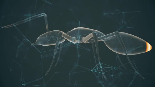 Ant 3d Scanning With Laser Hd, Motion Graphics | VideoHive