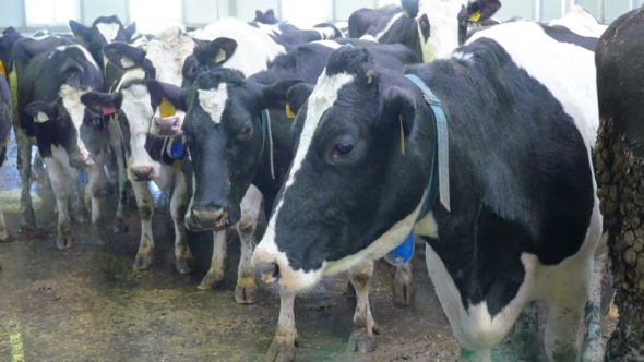 . Dirty Cows Looking Into Camera., Stock Footage | VideoHive