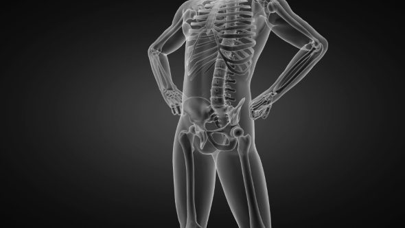 Human Bones Radiographic Scan, Motion Graphics | VideoHive