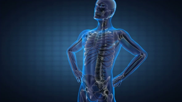 Human Bones Radiographic Scan, Motion Graphics | VideoHive