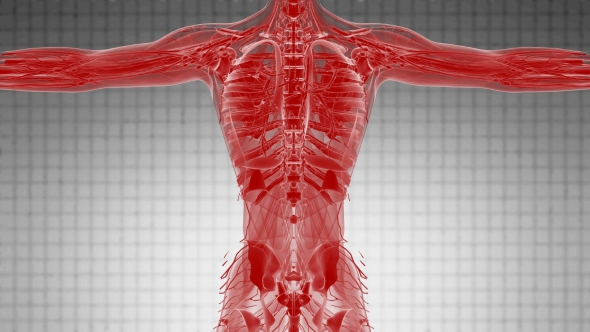 Anatomy Tomography Scan of Human Body, Motion Graphics | VideoHive