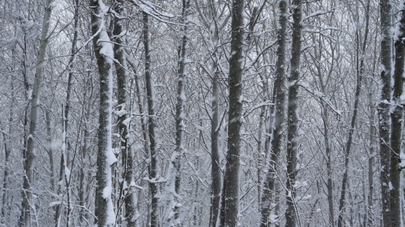 Footage Big Snowflakes Falling in a Forest, Stock Footage | VideoHive