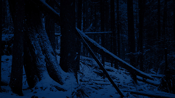 Passing Fallen Logs In Snowy Forest At Night, Stock Footage | VideoHive