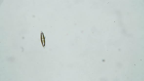 Cyanobacteria Diatomea Algae Cymbella Isolated on a White Background in ...