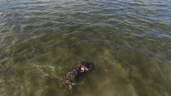 Sea Turtles Attempting to Drown Each Other in Pacific Ocean, Slow ...