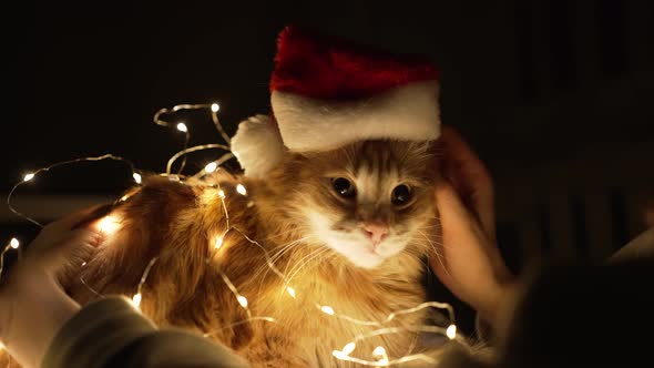 Owner Caresses Gently Cat in Christmas Hat and Garland, Stock Footage