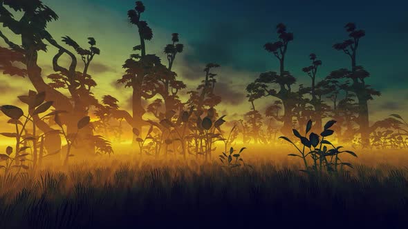 Fantastic Forest At Sunset, Motion Graphics | VideoHive