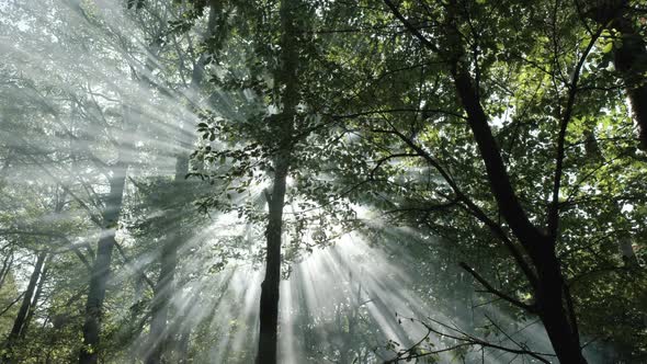 Mist Fog Through Trees in Forest, Stock Footage | VideoHive