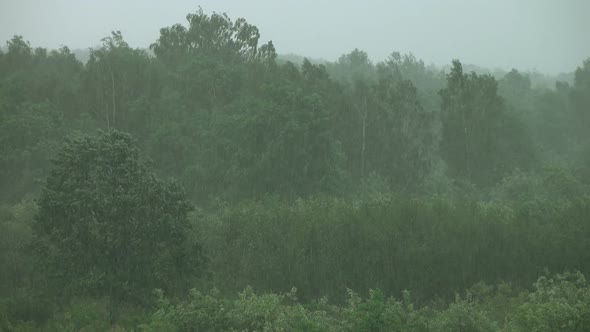 Forest and Rain, Stock Footage | VideoHive