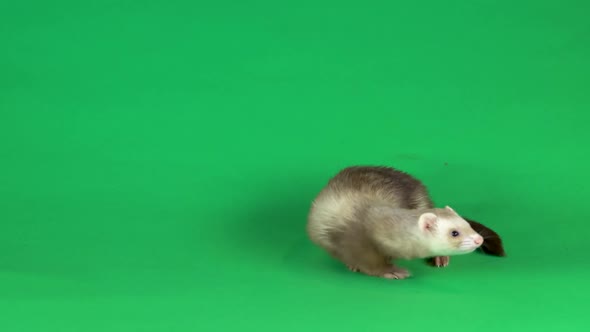 Ferret Is Walking and Sniffing at Green Screen Background., Stock Footage