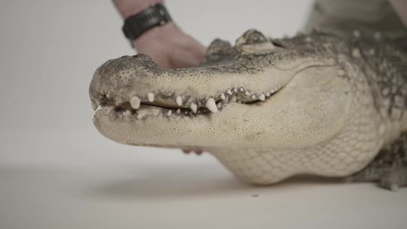 Handlers working with american alligator, Stock Footage | VideoHive