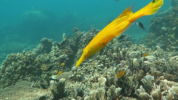 Trumpetfish Aulostomus Chinensis Swimming Underwater in the Bali Sea ...
