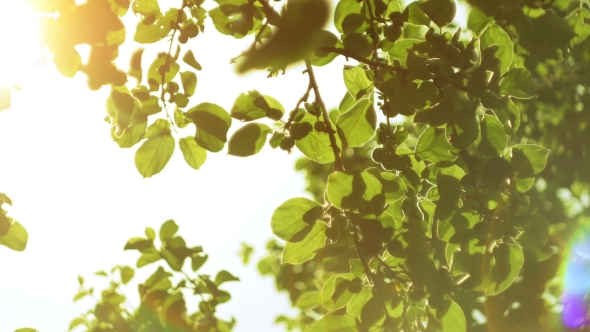 Nature background.Sun Shines Through the Blowing on Wind Tree Green ...