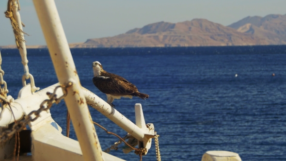 Marine Bird of Prey Osprey Sits on the Mast of the Ship's Bow Against ...