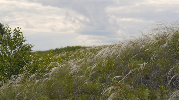 Dry Green Grass Field, Stock Footage | VideoHive