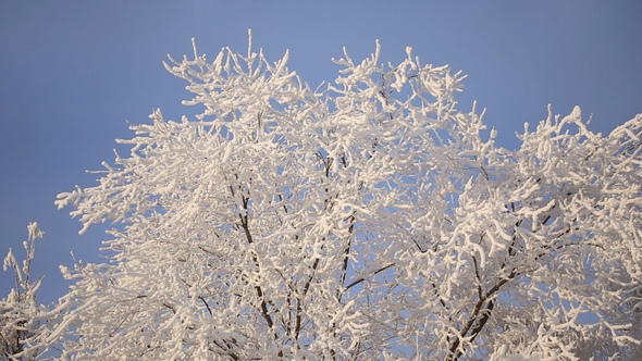 Beautiful Snowy Trees, Stock Footage | VideoHive