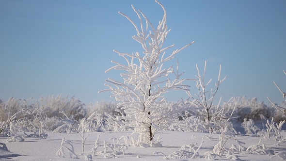 Beautiful Snowy Trees, Stock Footage | VideoHive