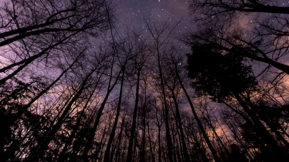 of Stars Moving Behind a Row of Bare Trees, Stock Footage | VideoHive
