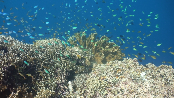Coral Reef and Tropical fish.Philippines, Stock Footage | VideoHive