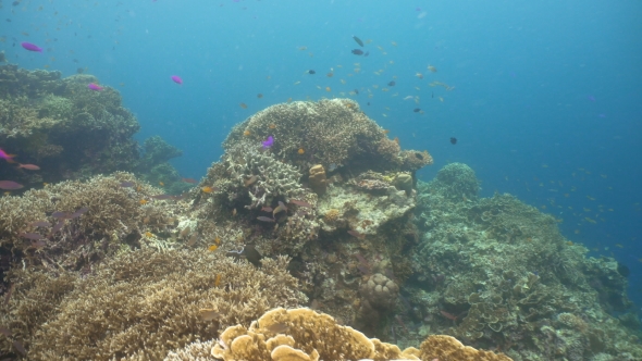 Coral Reef and Tropical fish.Philippines, Stock Footage | VideoHive