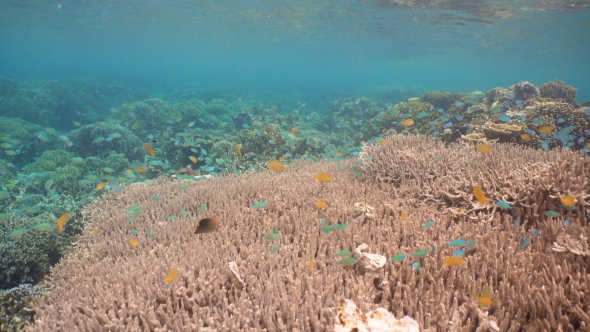 Coral Reef and Tropical fish.Philippines, Stock Footage | VideoHive
