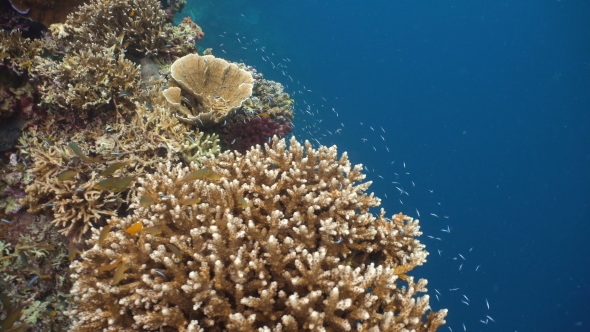 Coral Reef and Tropical fish.Philippines, Stock Footage | VideoHive
