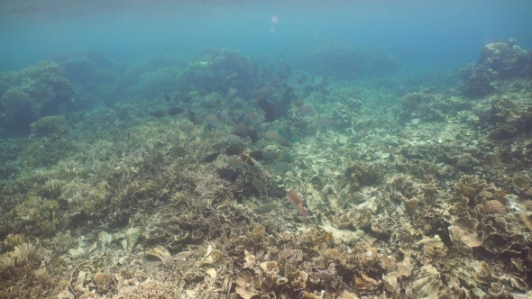 Coral Reef and Tropical fish.Philippines, Stock Footage | VideoHive