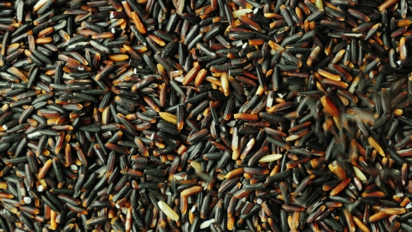 The Grains of Black Rice Falling. Background with Selected Rice Rotates ...