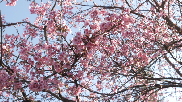 Sakura Tree, Stock Footage | VideoHive
