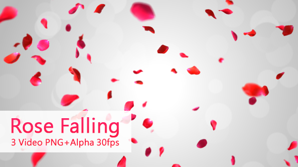 Rose Falling, Motion Graphics | VideoHive