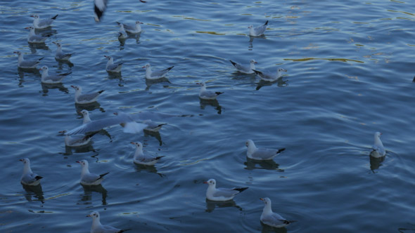 Seagull Floating on Waves, Stock Footage | VideoHive