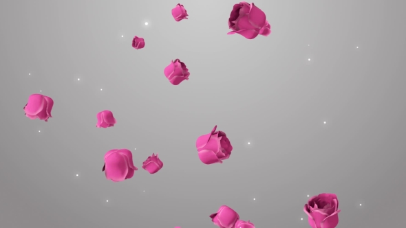 Animation of Pink Roses on the Beautiful Background, Motion Graphics