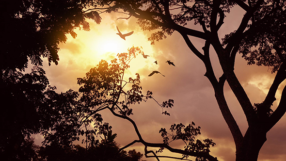 Sunset Jungle With Birds Flying Past, Stock Footage | VideoHive