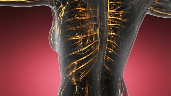 Human Body with Glow Blood Vessels, Motion Graphics | VideoHive