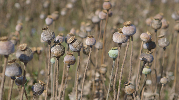 Poppy capsules in wind, Stock Footage | VideoHive