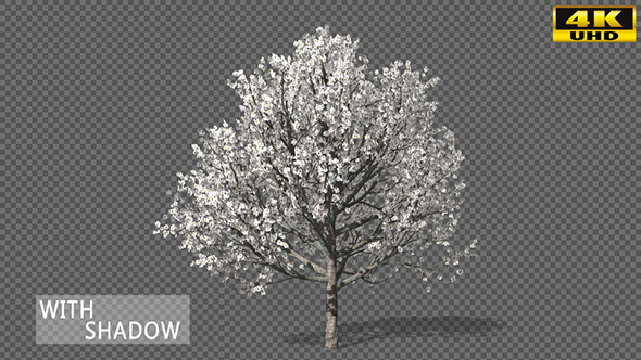 Growing Spring Tree, Motion Graphics | VideoHive
