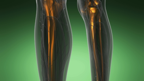 Human Body with Visible Skeletal Bones, Motion Graphics | VideoHive