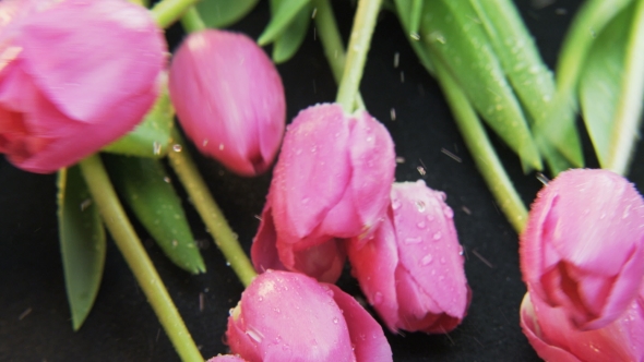 Purple Tulips Falling Down, Stock Footage | VideoHive
