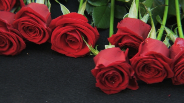 Red Roses Lying on the Floor, Stock Footage | VideoHive