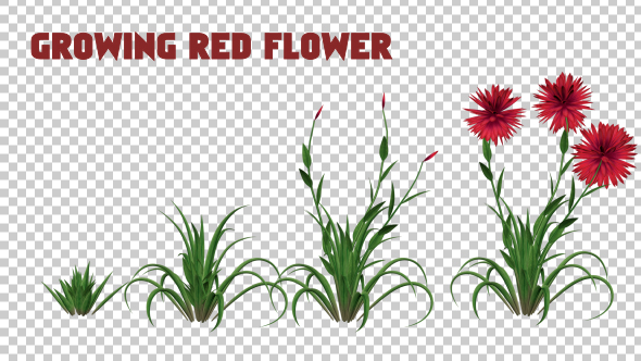 Growing Red Flower, Motion Graphics | VideoHive