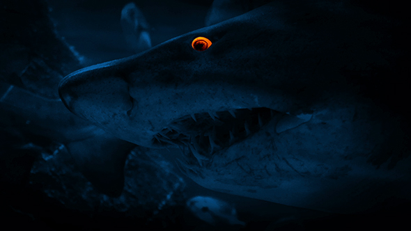 Shark Swims Past At Night With Glowing Eyes, Stock Footage | VideoHive