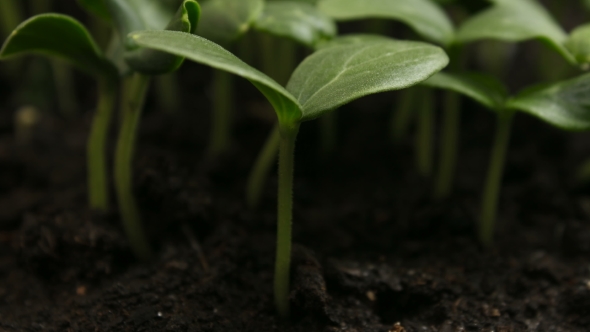 Germinating Cucumber Seeds Agriculture Spring, Stock Footage | VideoHive