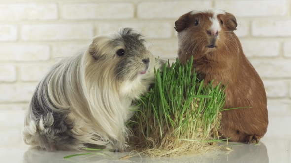 Guinea Pigs Breed Golden American Crested and Coronet Cavy Eat ...