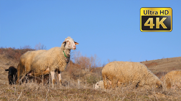 Sheep, Stock Footage | VideoHive