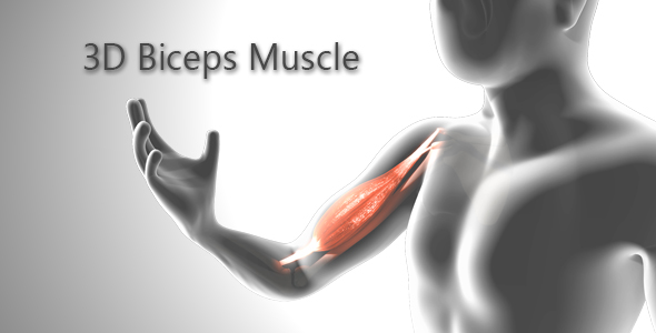 3D Biceps Muscle, Motion Graphics | VideoHive