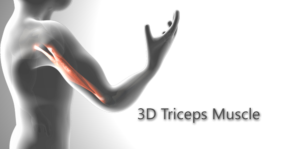 3D Triceps Muscle, Motion Graphics | VideoHive