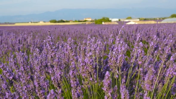 Lavender Fields Flowers Swing in the Wind, Stock Footage | VideoHive