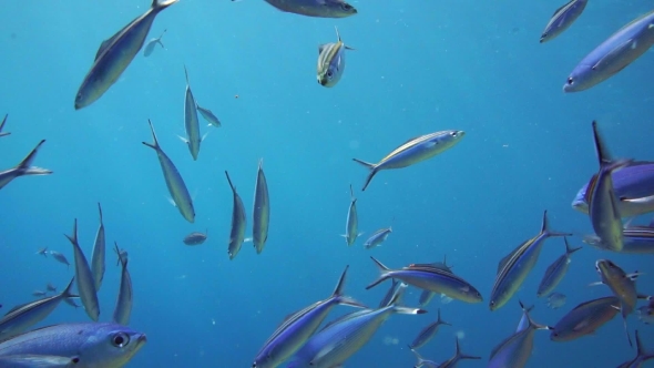 A Large Group of Fish Swim in the Red Sea, Stock Footage | VideoHive