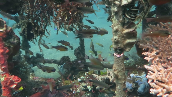 Thriving Coral Reef Alive with Marine Life and Shoals of Fish, Bali ...