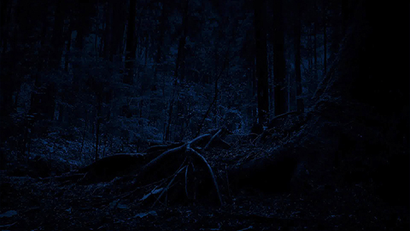 Moving Past Large Tree Roots At Night, Stock Footage | VideoHive